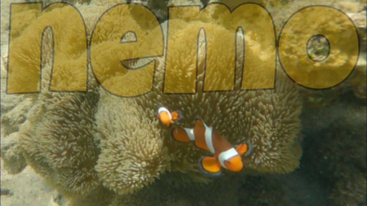 FRIENDLY NEMO FIRST MEET NAMIN @naningkamot - YouTube