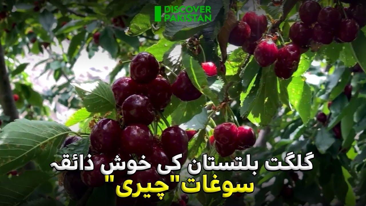 The Delicious tasteful gift of Gilgit Baltistan "Cherry" - YouTube