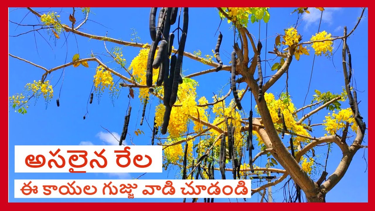 అసలైన రేల చెట్టు పువ్వులు గుజ్జు వదలొద్దు || rela chettu medicinal ...