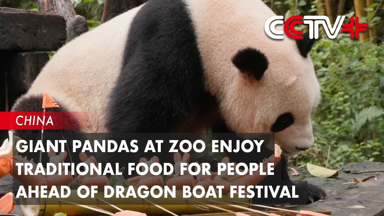 Giant Pandas at Zoo Enjoy Traditional Food for People Ahead of Dragon ...