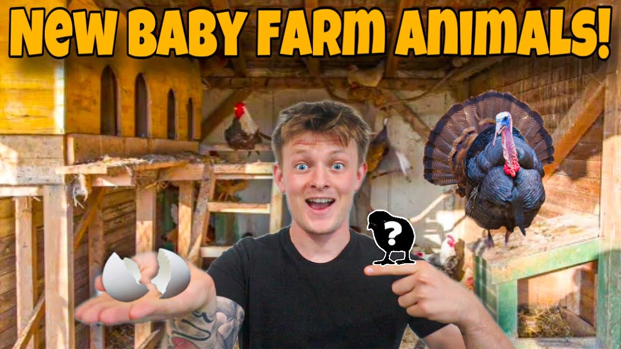 WE HATCHED BABY FARM ANIMALS!!! - YouTube
