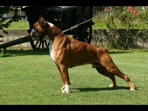 Boxer | Rase De Caini Pentru Paza Si Protectie - YouTube