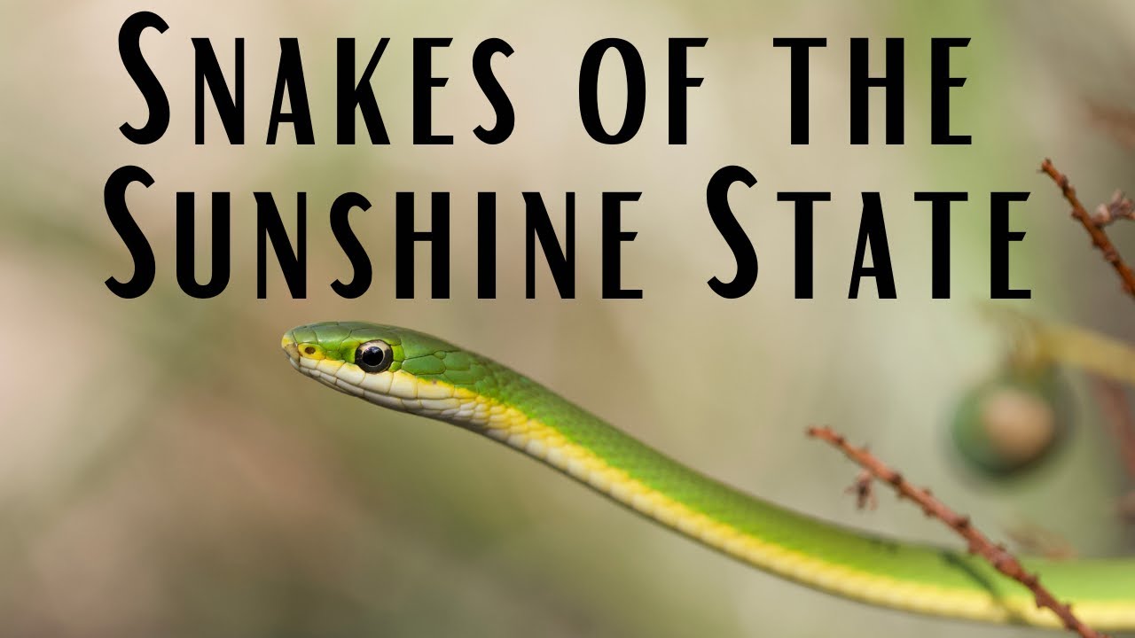 Snakes of the Sunshine State - YouTube