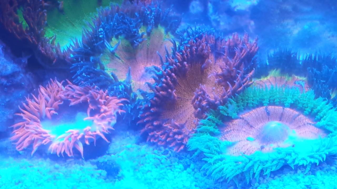 The Rock Anemones are Spawning. Very Cool! - YouTube