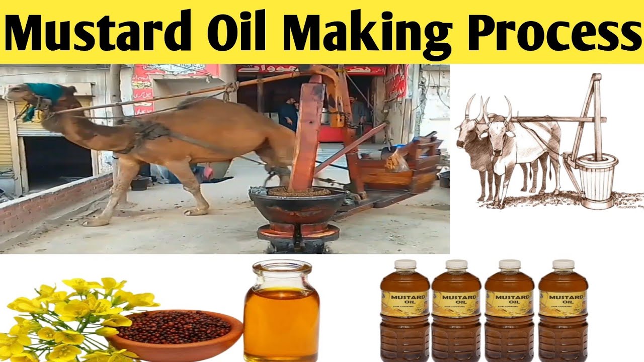Mustard Oil making complete process traditional style| Mustard oil ...