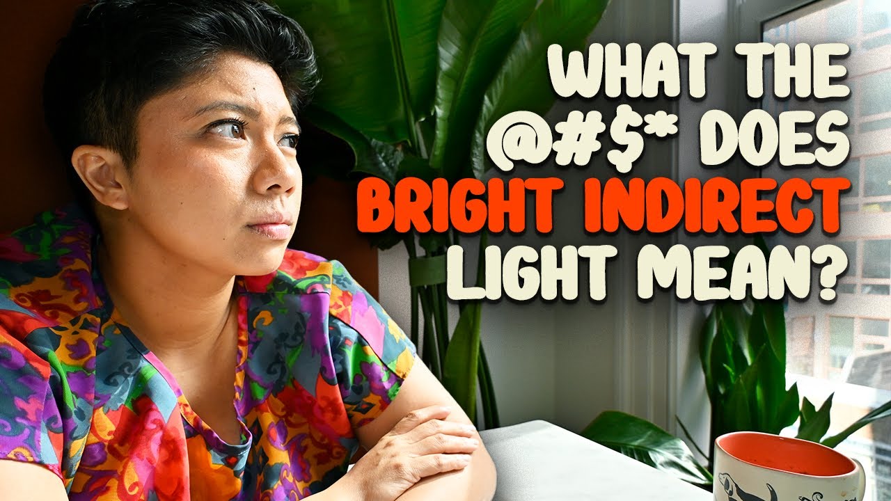 Houseplant sunlight 101 | Everything you need you need to know about ...