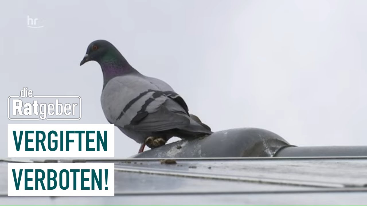 Tauben kehren zurück in die Innenstädte | Die Ratgeber - YouTube