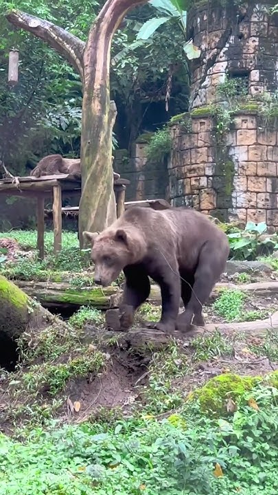 Part 2 EDISI JALAN JALAN KE TAMAN SAFARI INDONESIA CISARUA PUNCAK BOGOR #shortsvideo #shorts # ...