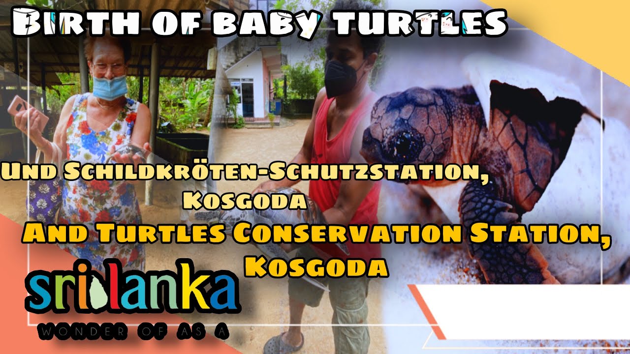 Turtle hatchery in Kosgoda Sri Lanka ~ Asa RIU Ahungalla Sri Lanka ...