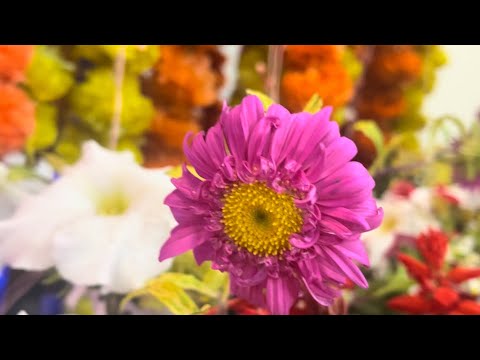 Holi Utsav Shahdra By Raadhey Gopal Parivaar - YouTube