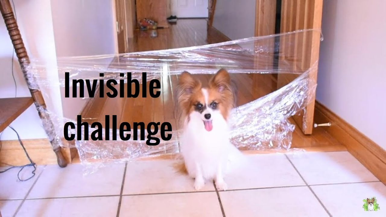 MY DOG REACTS TO THE INVISIBLE CHALLENGE / Percy the Papillon - YouTube