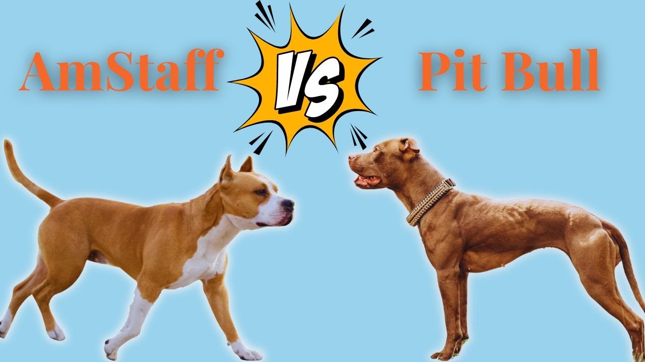 No, an Amstaff is NOT a Pitbull. - YouTube