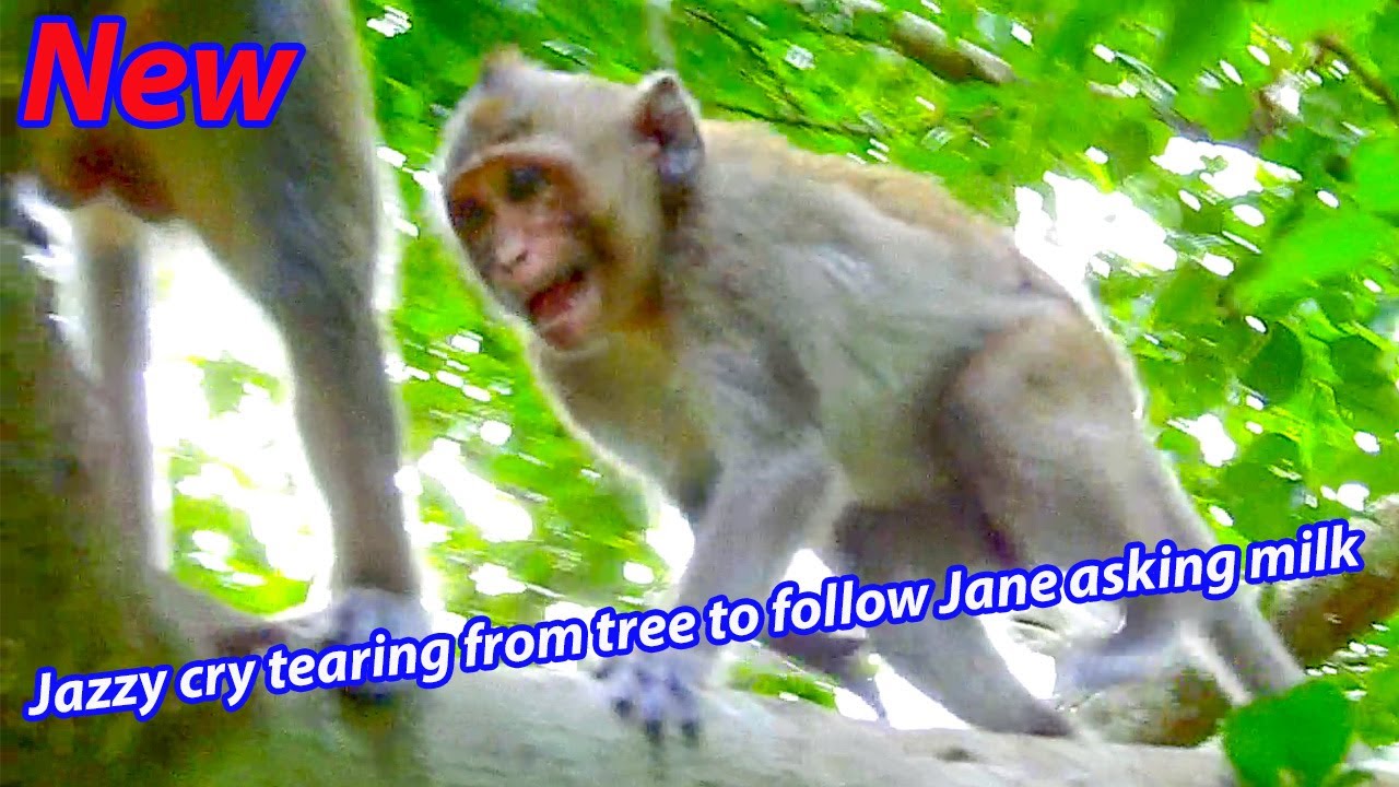 JANE MONKEY FAMILY UPDATE #DSCN0160 - YouTube