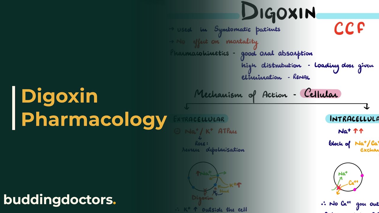 Digoxin | Digoxin mechanism of action , Digoxin toxicity - YouTube