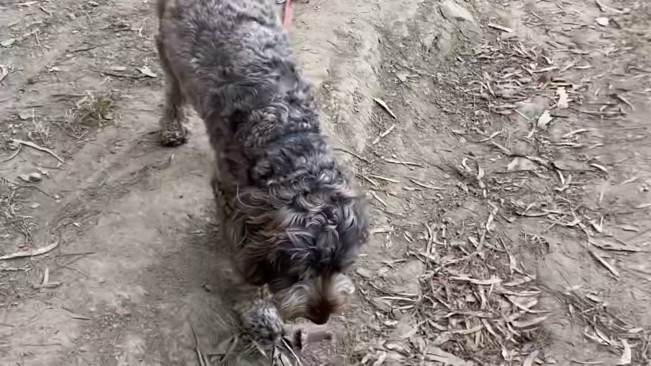 Good vibes with Grant Noble and The Noble Dogs - YouTube