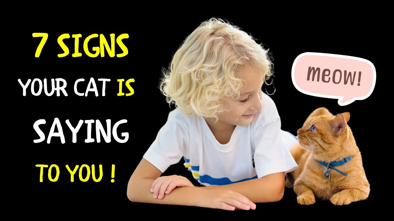 7 Signs Your Cat Is Saying To You | Understanding Cat Talk - YouTube
