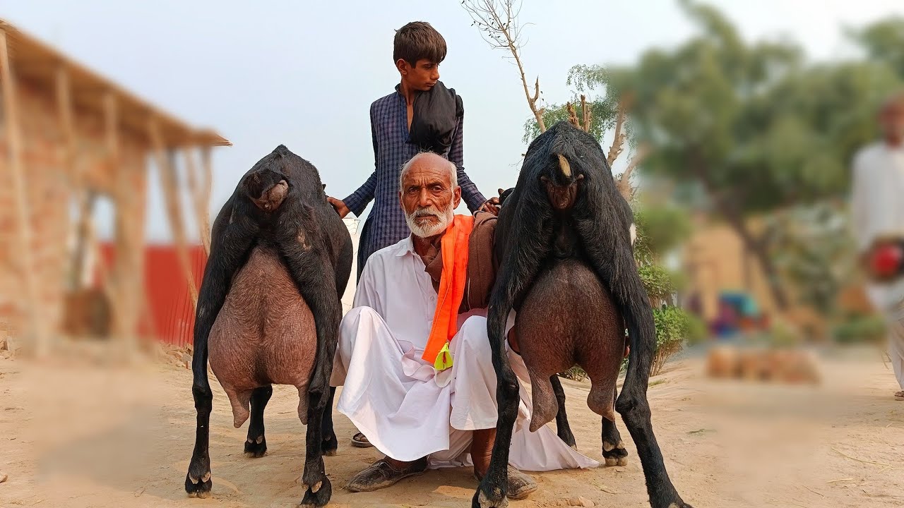 Amritsari Goats Of Famous Baba Nazeer Mahar - Beetal Goat's in Pakistan ...