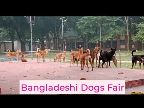 l।।Bangladeshi Dogs Fair।।🦮🐕‍🦺🐈 - YouTube