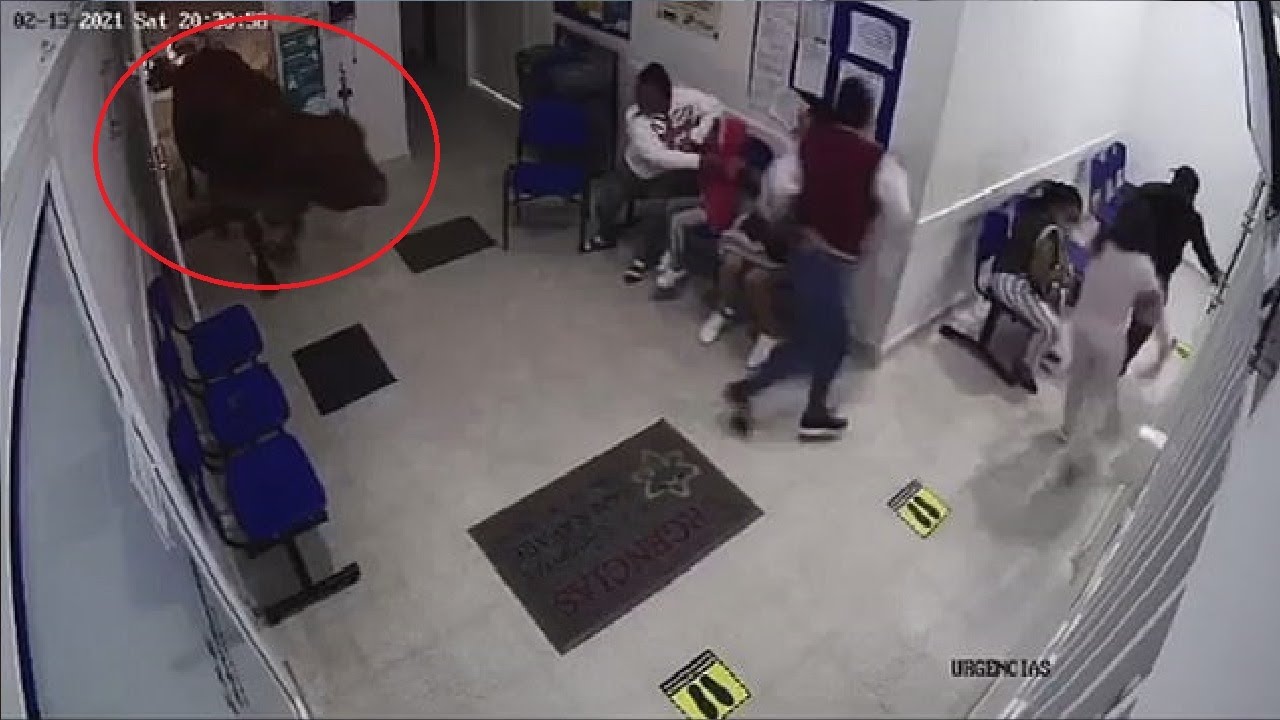 rogue cow runs and attacks patients in hospital waiting room - YouTube