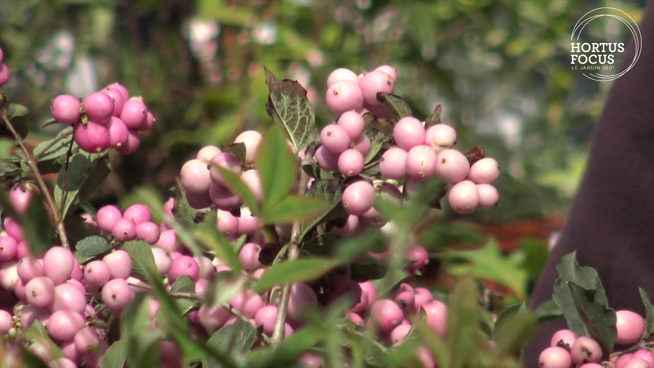 Conseils d'expert : Cultiver la symphorine - YouTube