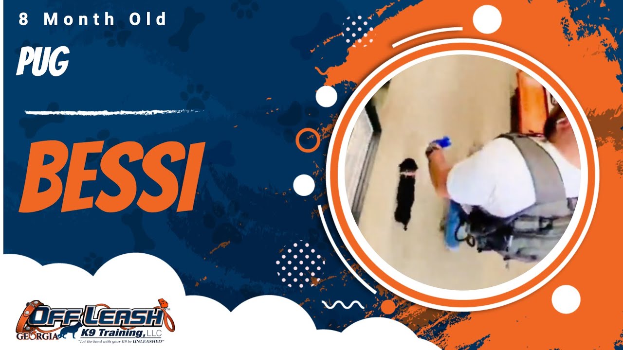 Bessi | 8 Month Old Pug | Off Leash Pug Training, Georgia - YouTube