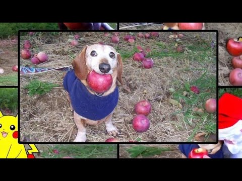 AI Apple Dog: How AI Sparked the Viral TikTok Meme (Part 3) - YouTube