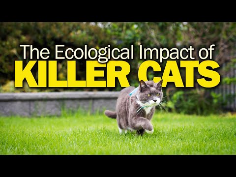 Cats kill up to 10 times more wildlife than natural predators -- so ...