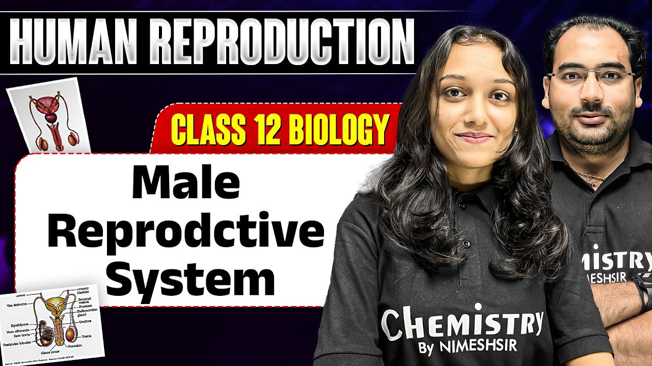 Male Reproductive System | NCERT Class 12th Biology | BOARD | GUJCET ...
