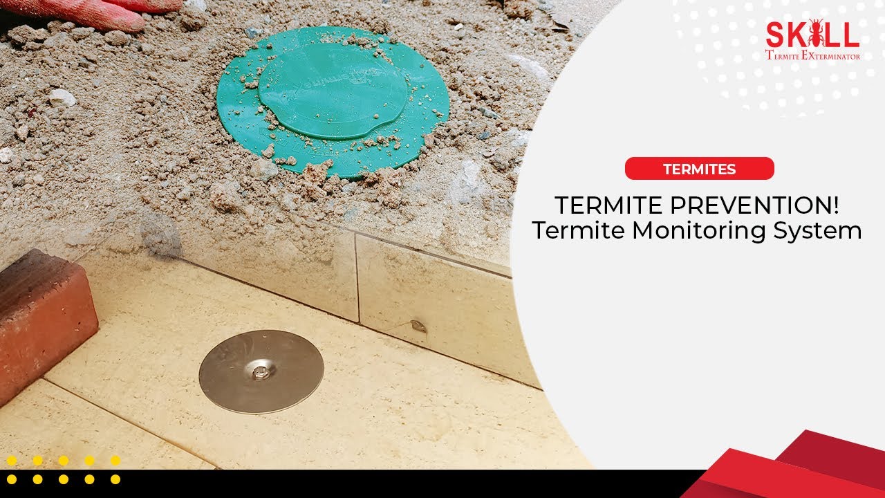 TERMITE PREVENTION! Termite Monitoring System - YouTube