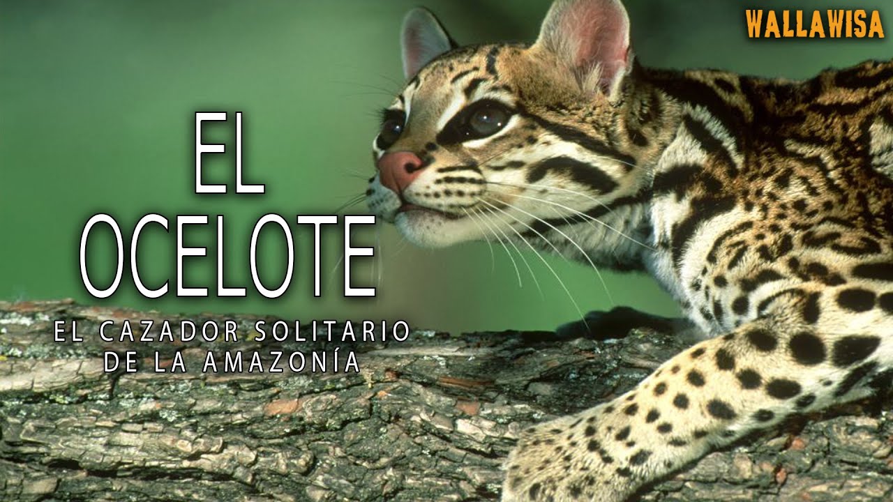 EL OCELOTE, EL CAZADOR SOLITARIO DE LOS BOSQUES TROPICALES - YouTube
