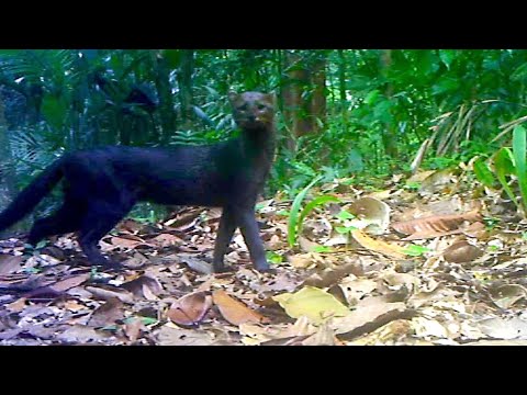 Ocelot & Jaguarundi Cats on Trail Cam | Amazing Jungle Animals of Costa Rica