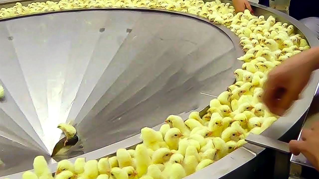 15 SATISFYING Food Industry Machines SFX - YouTube