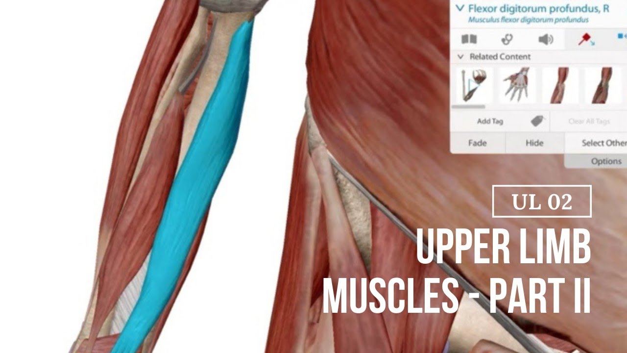 UL 02: Upper Limb Muscles - Part II - YouTube