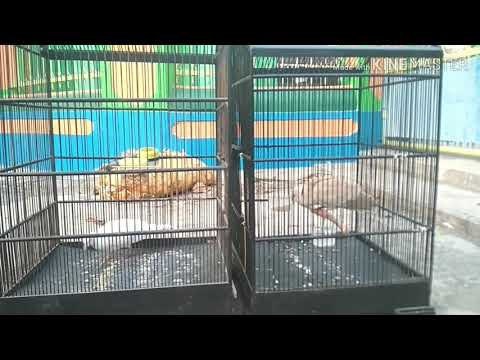 Duwet seru puter pelung dan si putih