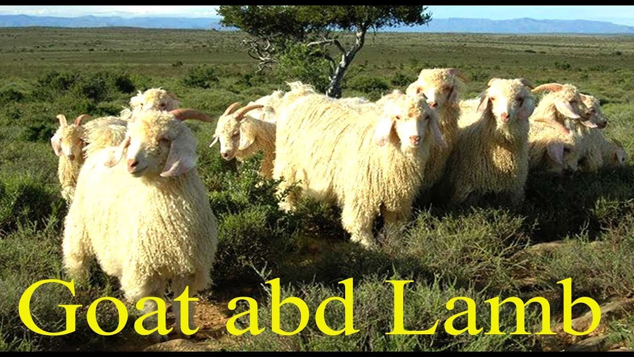 funny goats screaming like humans.and Watch the best compilation of ...