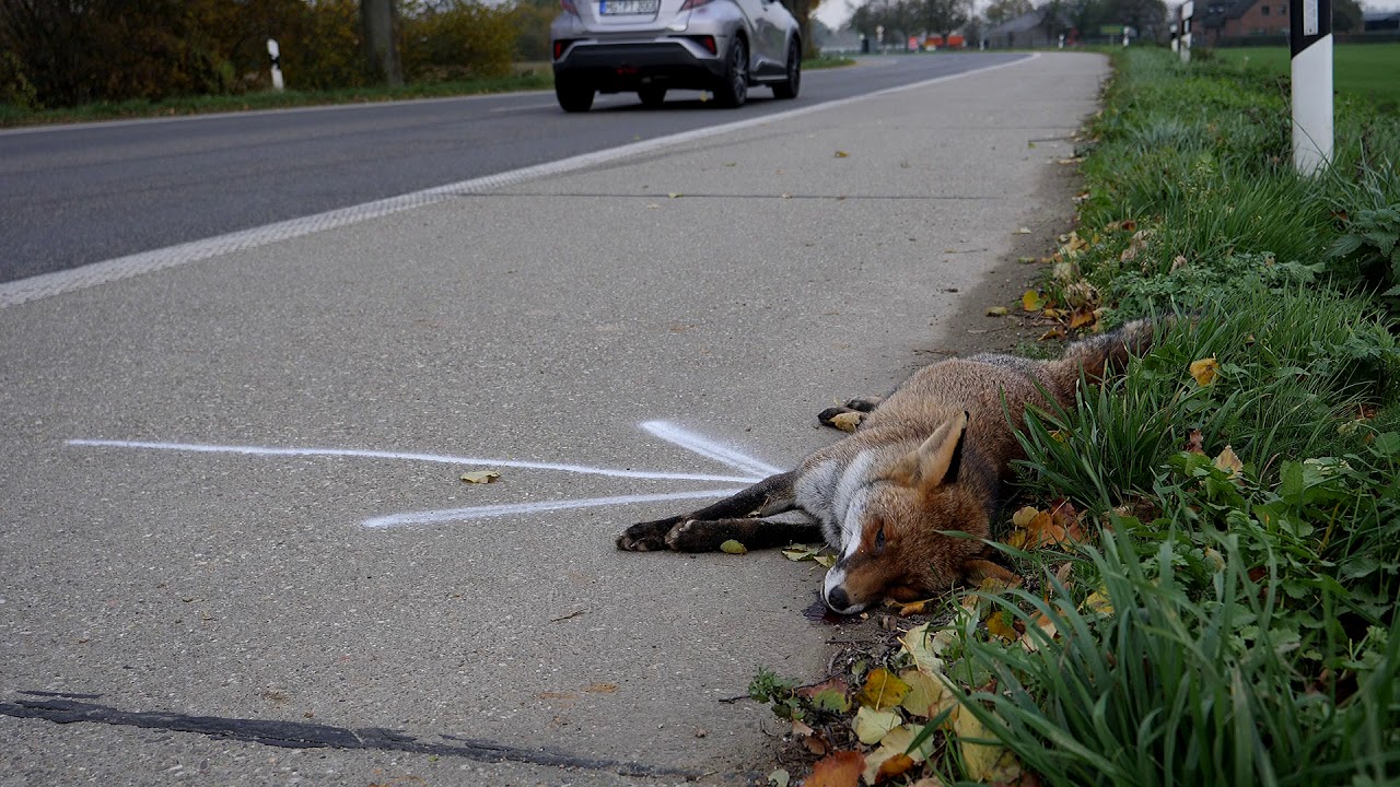 Verkehrsopfer Fuchsrüde - Adult red fox male as a road victim :-( - YouTube