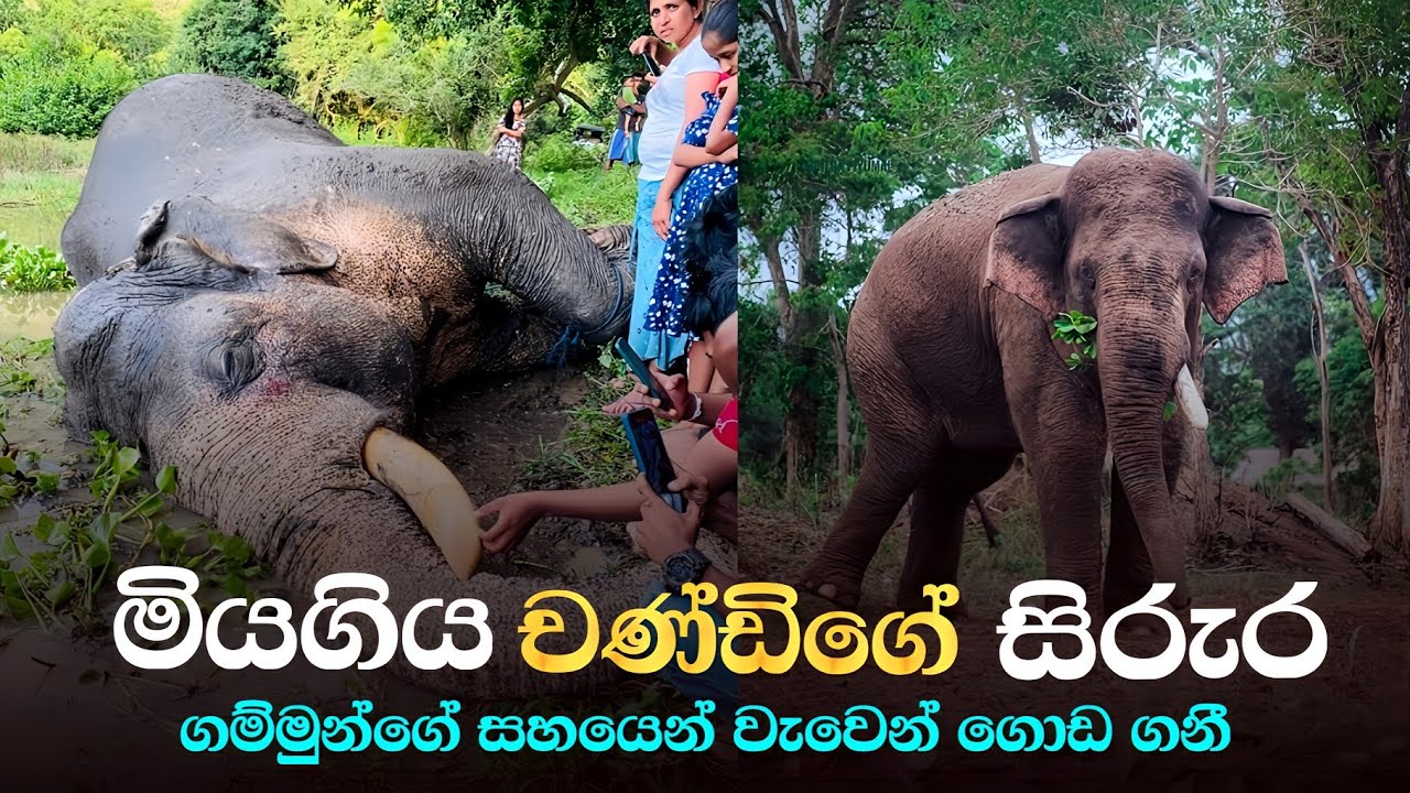 රටක් හඩවමින් " චණ්ඩිගේ " සිරුර වැවෙන් ගොඩට ගනී 😥🐘🍃 Tusker galgamuwa chandi - YouTube