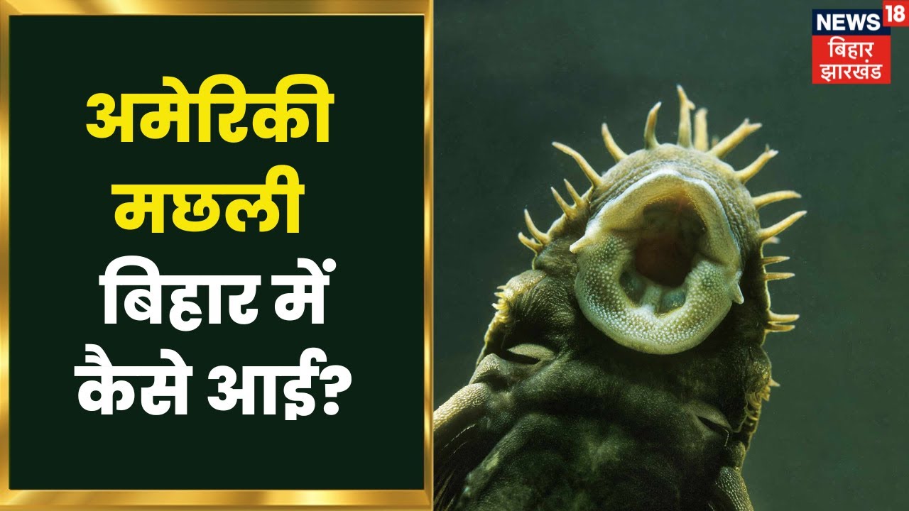 Sakar Mouth Catfish को देखने के लिए लोगों की जुटी भीड़, इस मछली की ...
