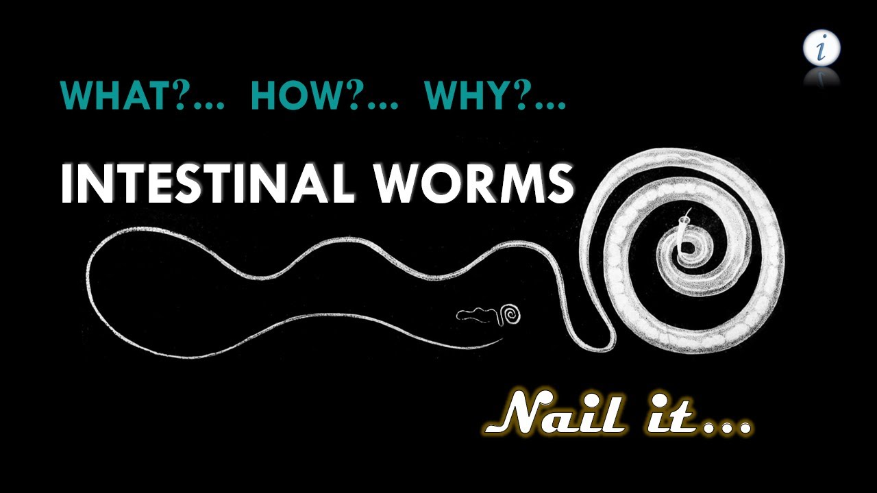 INTESTINAL WORMS: An INSIGHT| Dr. Acsah AB| Types| Worm Infestation ...