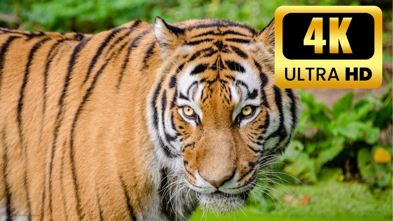 Tiger Animal | No Sound | Art TV Screensaver background background ...