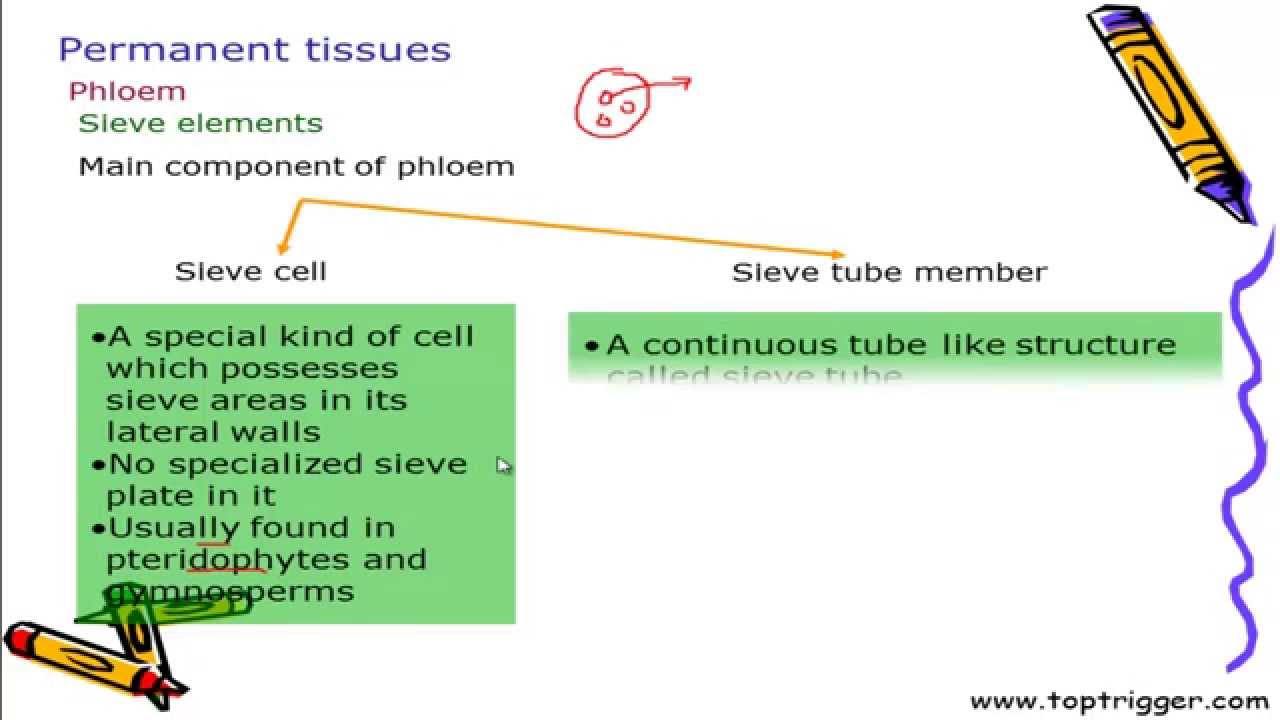 Permanent Plant Tissue - YouTube