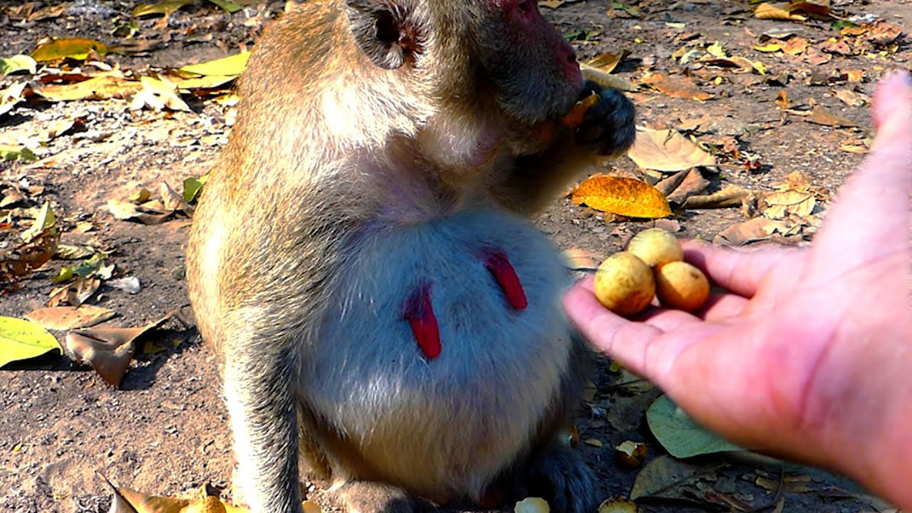 Wow! Wow! Look at poor monkey Jane belly, that's extremely big - YouTube