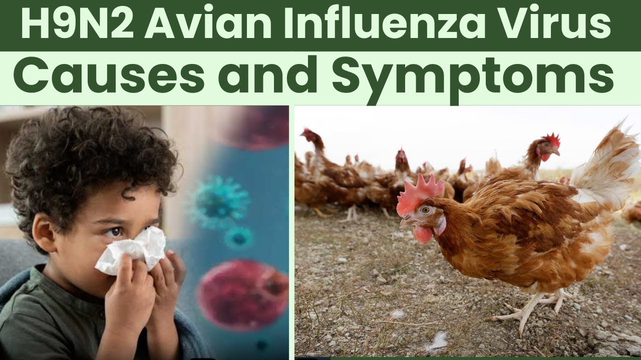 H9N2 Virus: What is Avian Flu? Causes, Symptoms and Prevention - YouTube