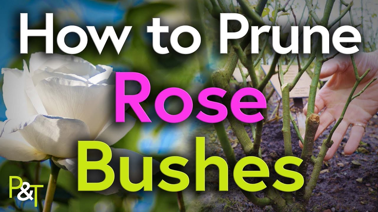 How to Spring Prune Rose Bushes - Pots & Trowels - YouTube