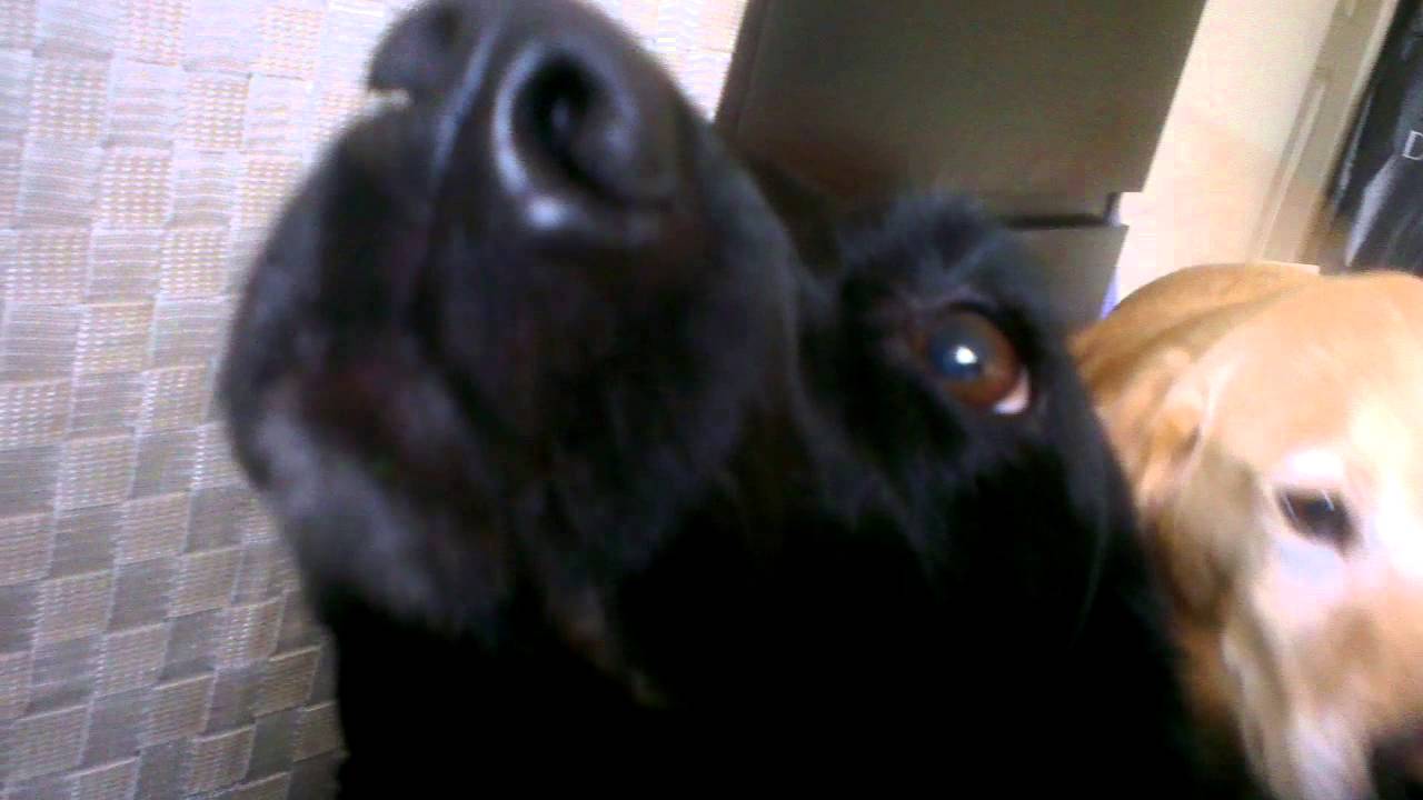 Darth Vader dog - YouTube
