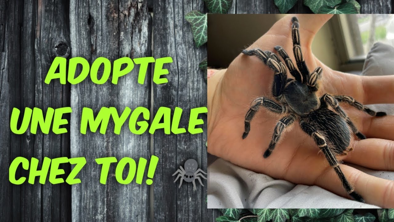 Guide complet: Adopte une mygale chez toi !🕷️ - YouTube