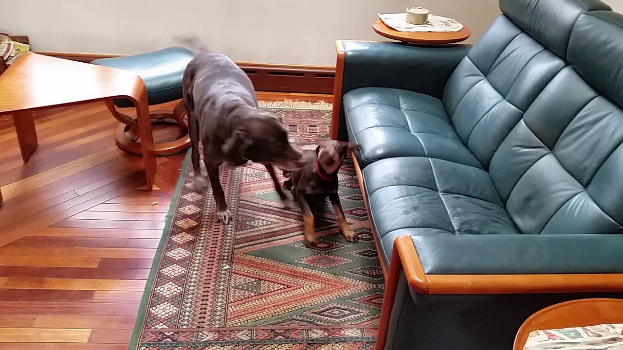 Daisy and Hazel 2 - YouTube