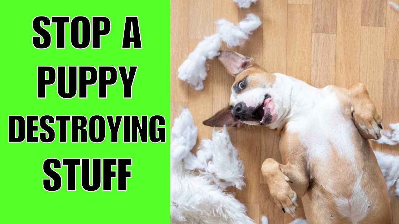 How To STOP A Puppy From Destroying Stuff (4 TIPS) - YouTube