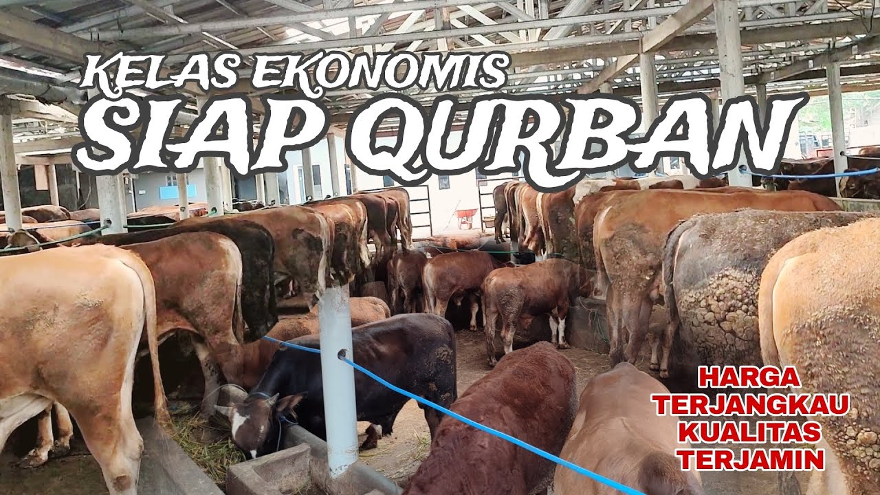 BANYAK SAPI MURAH DI MALL SAPI CJM || tanjungsari sumedang # ...