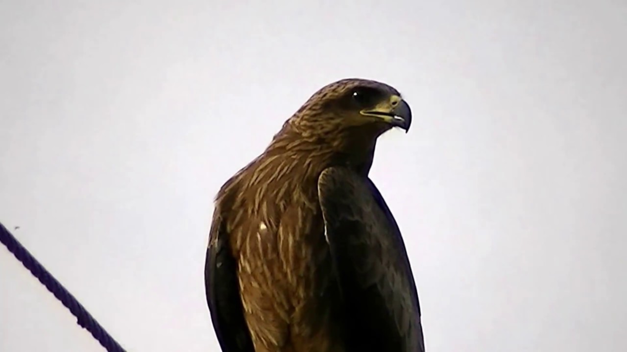 Pariah- Black Kite Calling- Kerala - YouTube